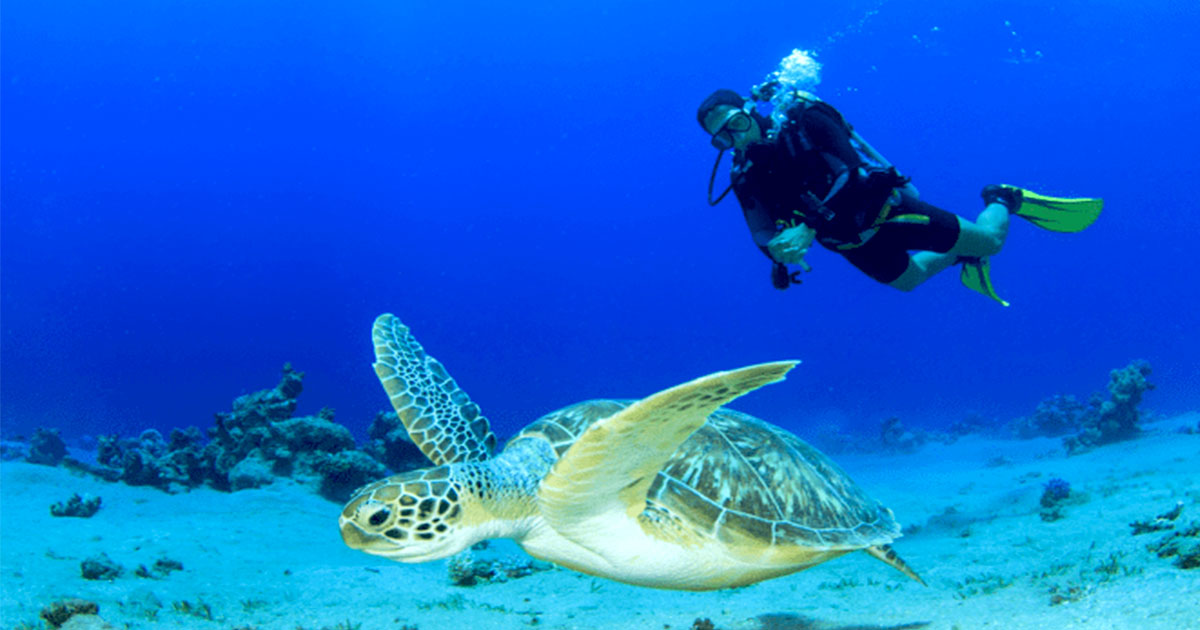 Scuba Diving Refresher Course Cozumel